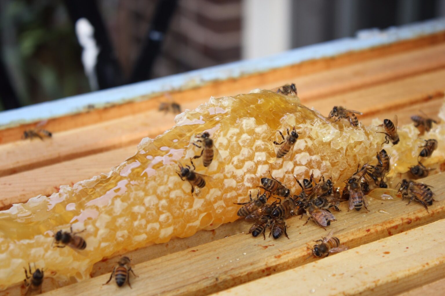 My Life With Bees- A New Approach - Cafh